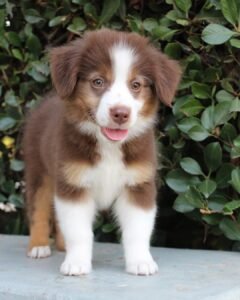 Australian Shepherd – Licensed Australian Shepherd Breeders